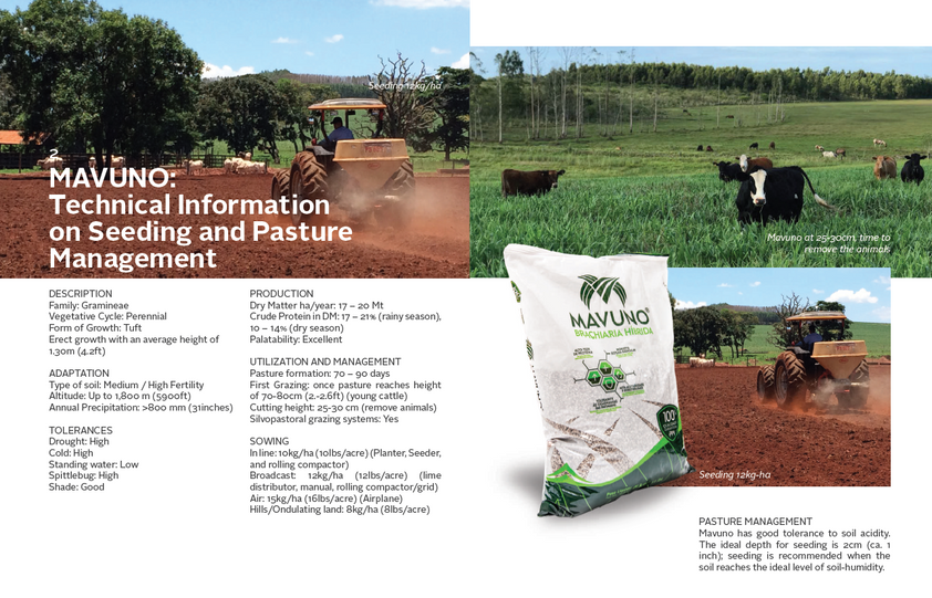 Mavuno Hybrid Brachiaria Grass Seed 5 Kg