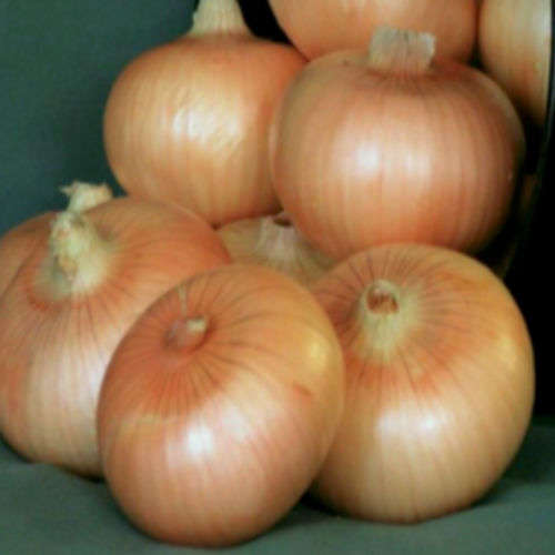 Yellow Granex Hybrid Onion Seed X 100,000 – Agrizon.com