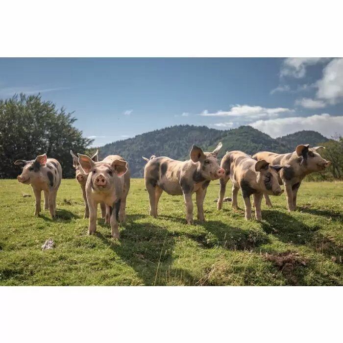 Great Lakes/New England Pig Forage Mix 10 Lb, 20 Lb y 50 Lb. – Agrizon.com