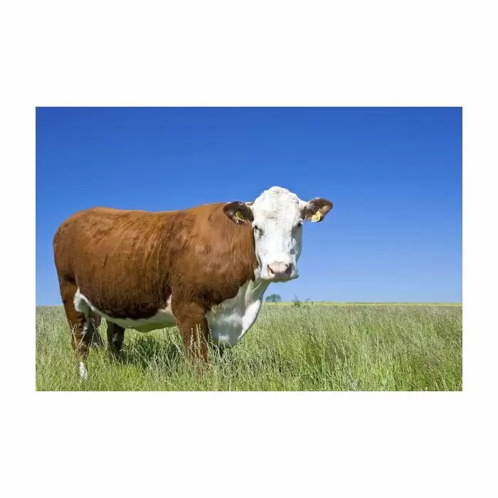 Great Plains Beef Cattle Forage Mix 10 Lb, 20 Lb y 50 Lb. – Agrizon.com