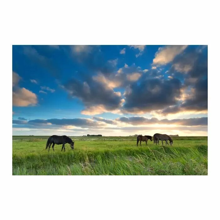 Great Plains Horse Forage Mix 10 Lb, 20 Lb y 50 Lb. – Agrizon.com