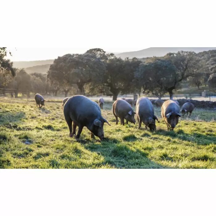 Great Plains Pig Forage Mix 10 Lb, 20 Lb y 50 Lb. – Agrizon.com