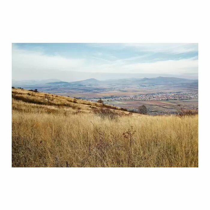 Intermountain West Dryland Pasture Mix 10 Lb, 20 Lb y 50 Lb. – Agrizon.com