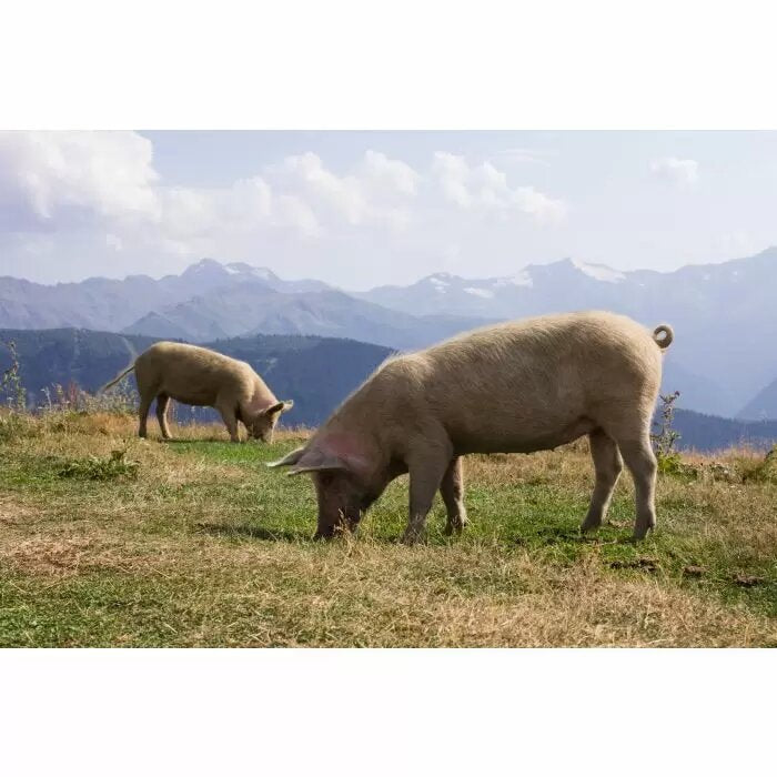 Intermountain West Pig Forage Mix 10 Lb, 20 Lb y 50 Lb. – Agrizon.com