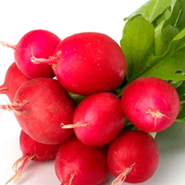 Seed- Crimpson Giant Radish 454 gr – Agrizon.com