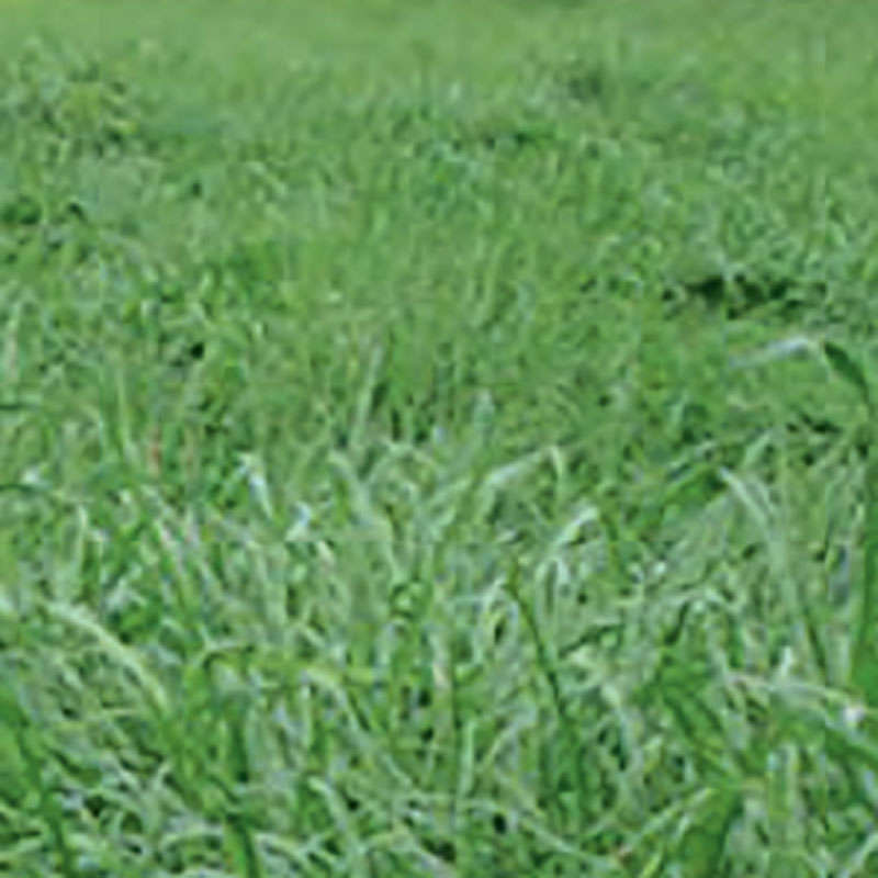 Boxer Hybrid Raygrass Grass Seed 50 lb. – Agrizon.com